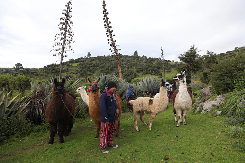 Llamas de los Cuchumatanes - Guatemala GT